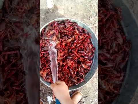 purging crawfish