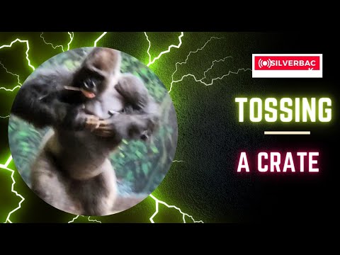 Silverback Showdown: Watch a Mighty Gorilla Tossing a Crate!🦍