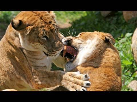 The Truth About Tigons | Earlyscientist's Blog