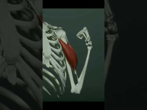 Movement of hand, elbow joint, leg and knee joint