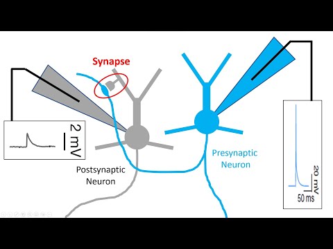 Aspirational Neuroscience Journal Club Presentation (Holler et al. 2021)