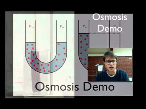 Osmosis Demonstration | WINNACUNNET BIOLOGY
