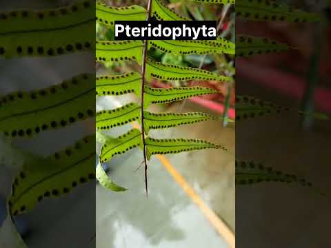 Pteridophyta Plant | Spore Formation | Cryptogams | Shahbaz Sayyed |
