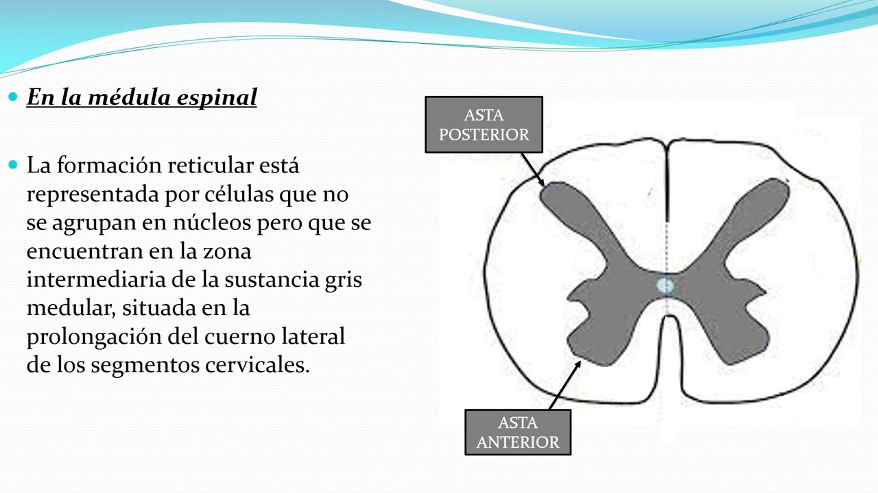 Formacion Reticular