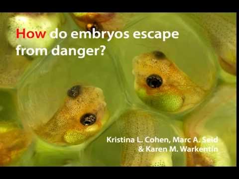 How unborn treefrog embryos escape danger in an instant