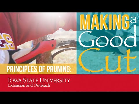 Principles of Pruning - Making a Good Cut