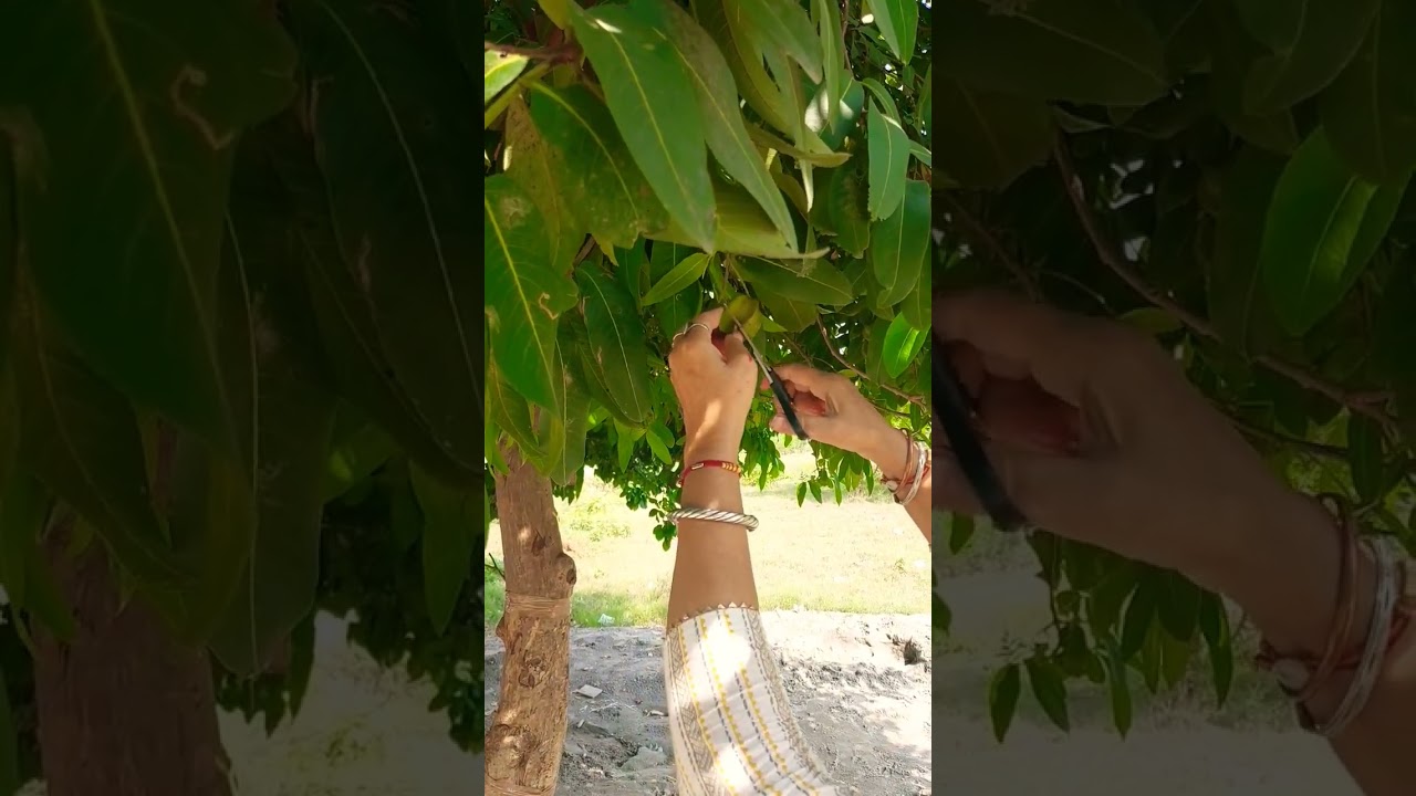 #Arjun fruit#Arjunplant#shortvideo #