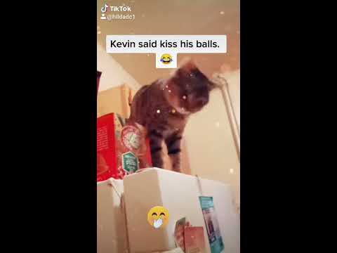 TIKTOK | KEVIN HAS NO RESPECT. #Shorts #Day11 #Kitty #Catlovers