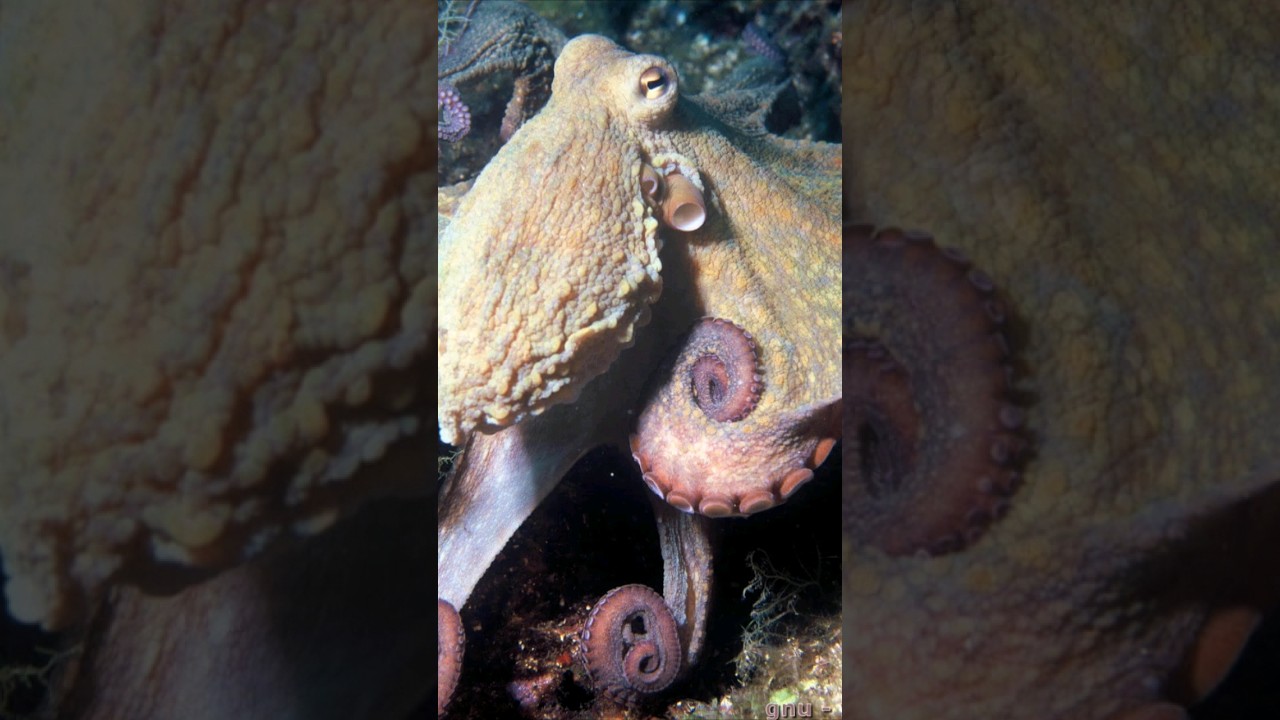 How Many Hearts Do Octopuses Have | Random Fact | #facts #fact #factschannel #factshorts