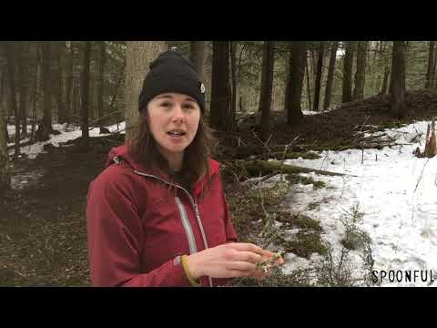 Usnea Lichen–Wellness Sovereignty Series