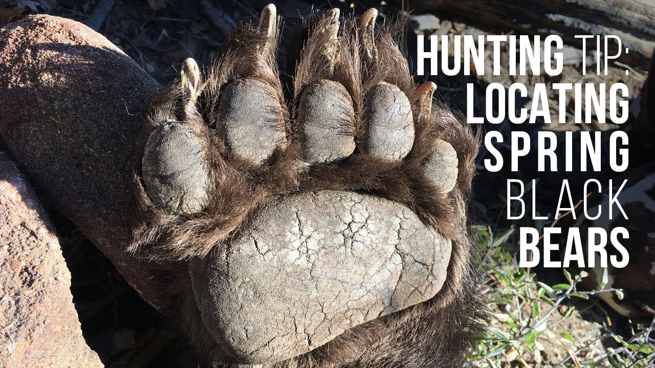 FIND BLACK BEARS! Spring Bear Hunting Tip