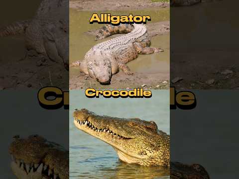 What’s the difference between alligator and crocodile? 😨 #crocodile #alligator #shorts #different