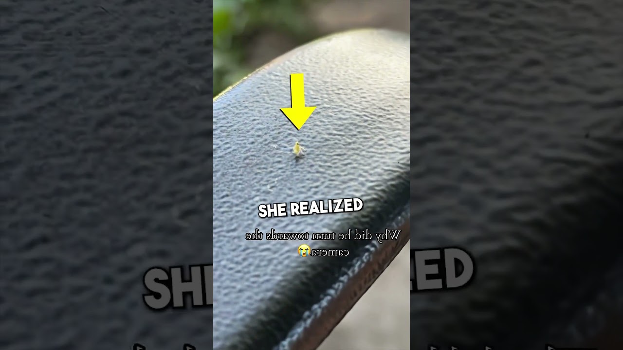 Tiny Dancing Bug 😂