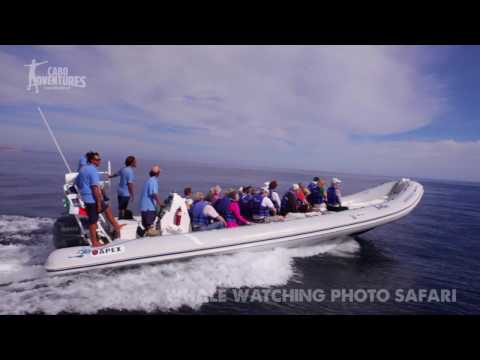 WHALE WATCHING PHOTO SAFARI
