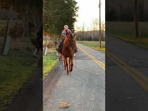 TSP LOT# 2410 - SHASTA - Gaited - Mare - 14.1h - 14YO - $775