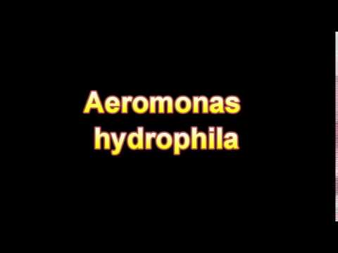 what is the definition of Aeromonas hydrophila (Medical Dictionary Online)