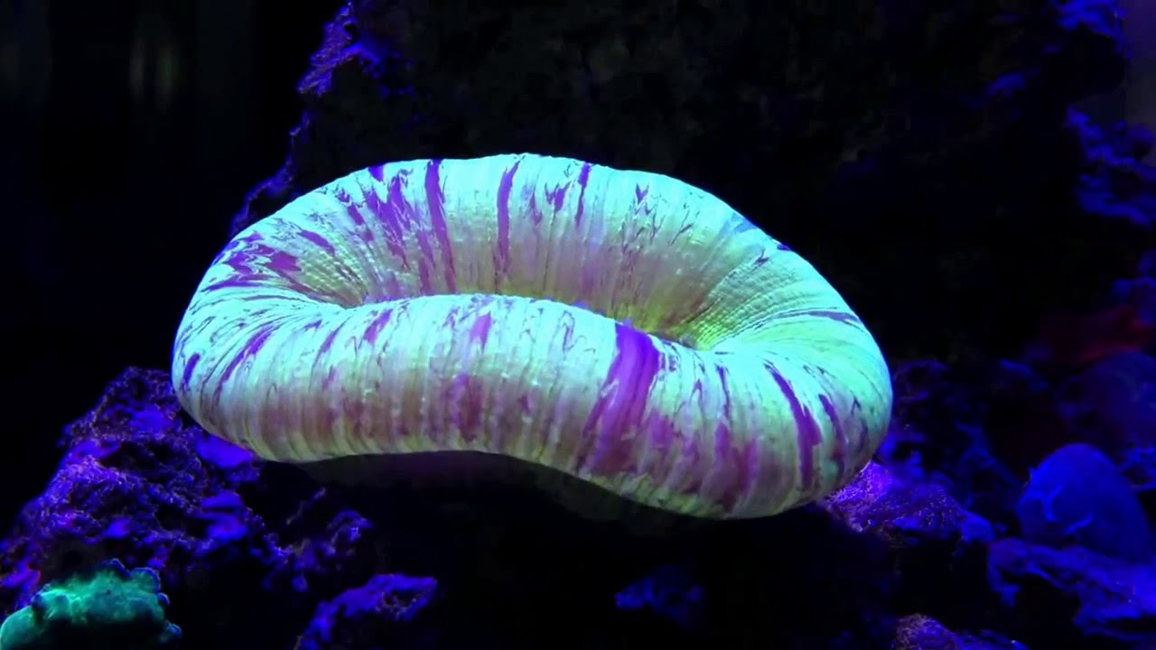 Top 10 LPS Corals for Beginners • Fish Tank Advisor