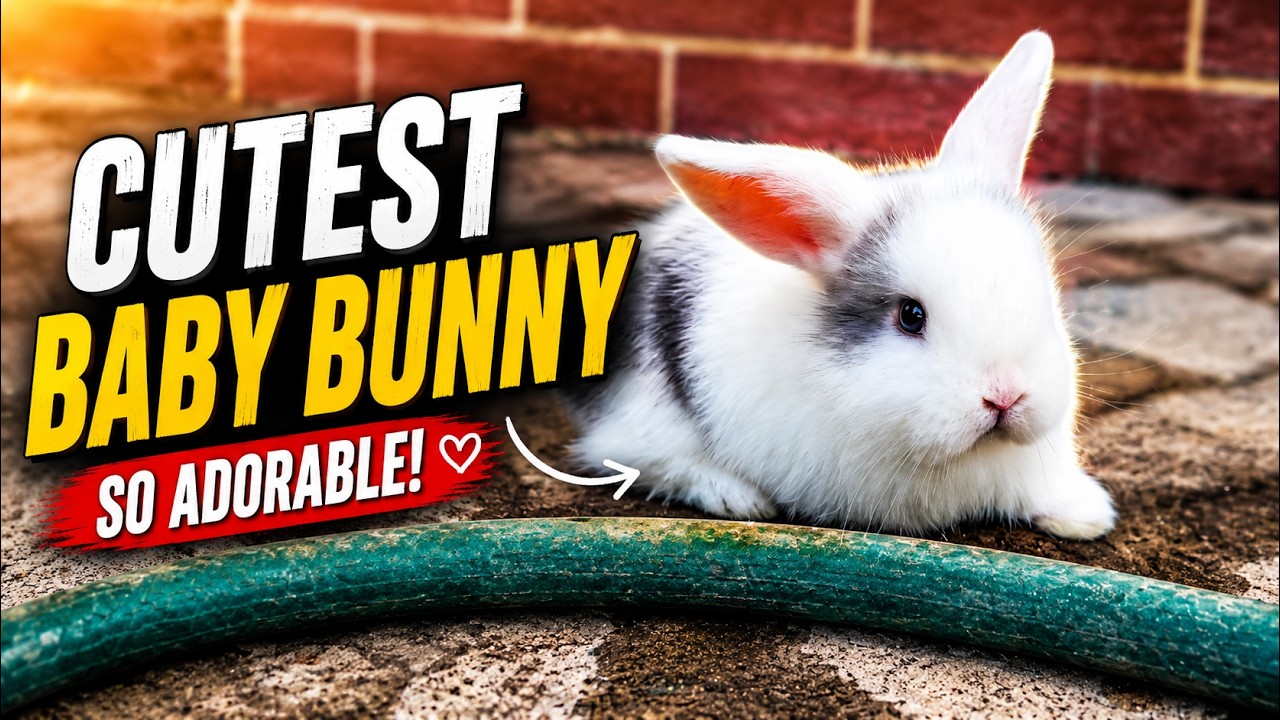 Cutest Baby Bunny #bunny #cute #animals #rabbit