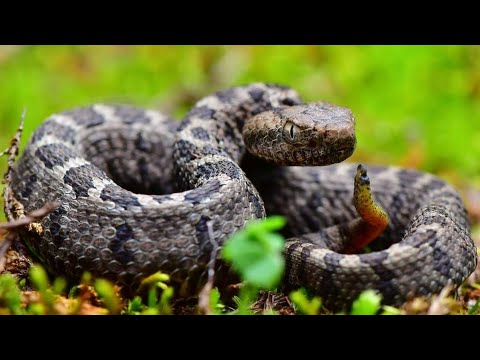 Python: Truth and myths... Animal facts...