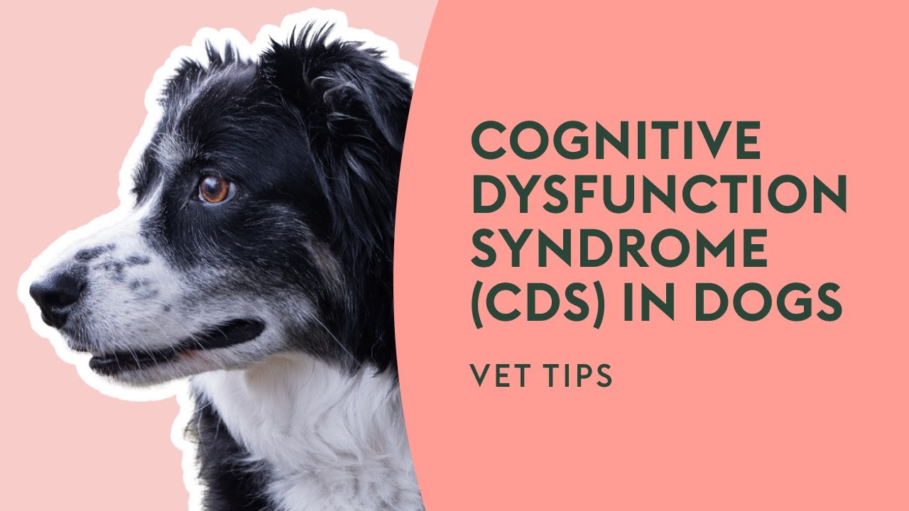 Cognitive Dysfunction Syndrome (CDS) in Dogs | Vet Tips