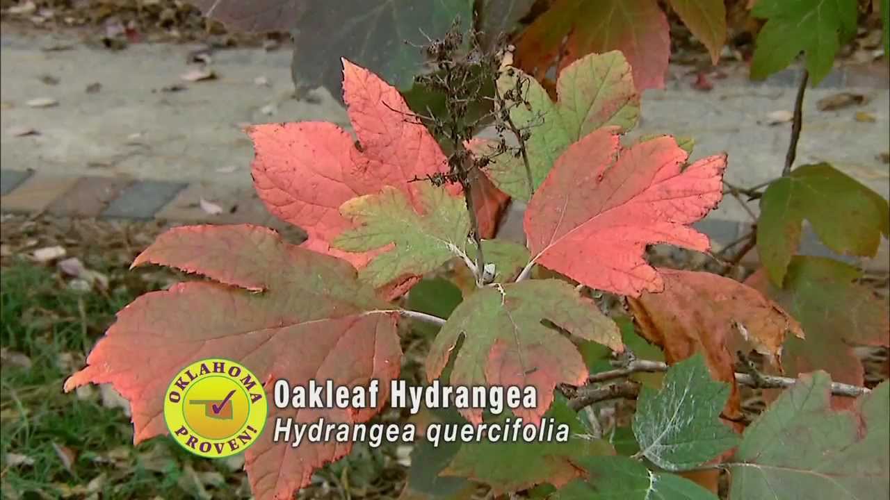 Woody Plants for Fall Color