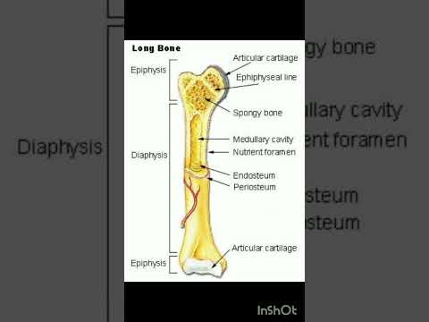 parts of long bone #label #bones #medicaleducation #medicalstudent #medicos #sciencefacts