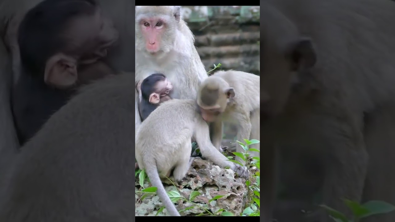 Monkey species: The baby monkey was warned not to tease the younger child.