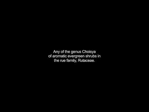 choisya video Dictionary meaning and pronunciation