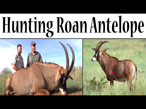 Hunting Roan Antelope in Africa. African hunting at it\'s best. - HuntPost.com