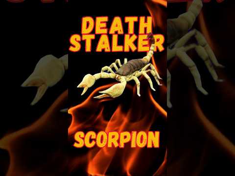 The real Deathstalker π¦π₯ #scorpion #deathstalker #short #shorts #animal