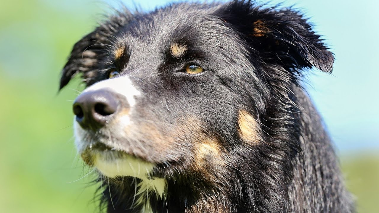 Border Collie vs  Border Terrier: Health Considerations