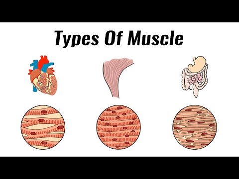 Types of muscle - GCSE PE Revision