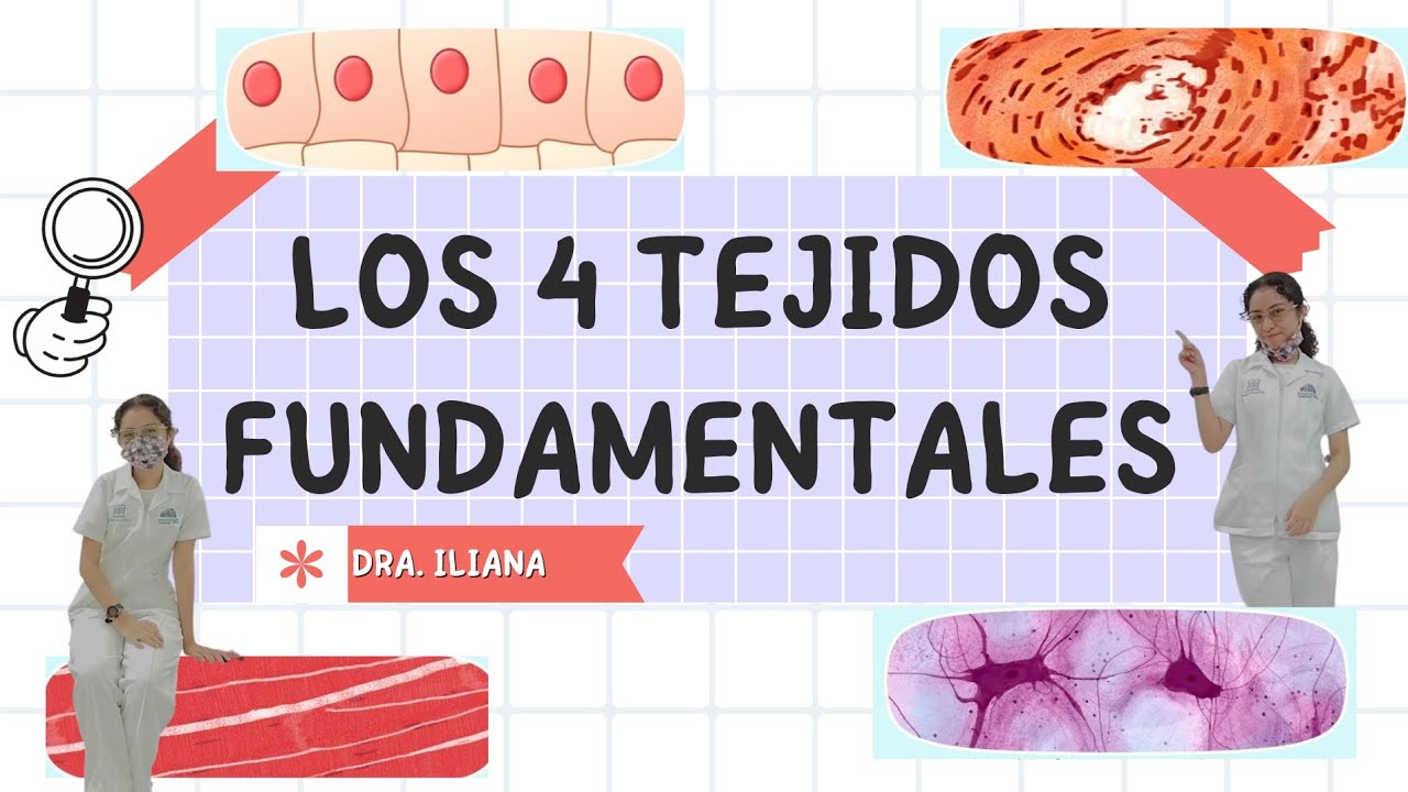 Los 4 Tejidos fundamentales