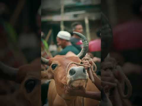sare la makan se talab hui || #eiduladha #eiduladha2025 #shorts