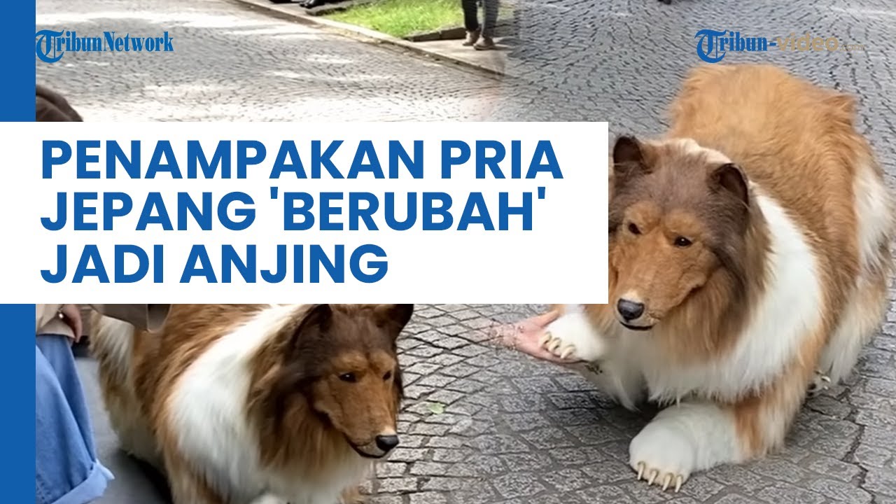 Penampakan Perdana Pria Jepang Toco yang 'Berubah' Jadi Anjing, Rela ...