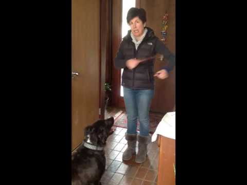 Courteous Canine Training - Greeting a Guest/Stranger at the Door