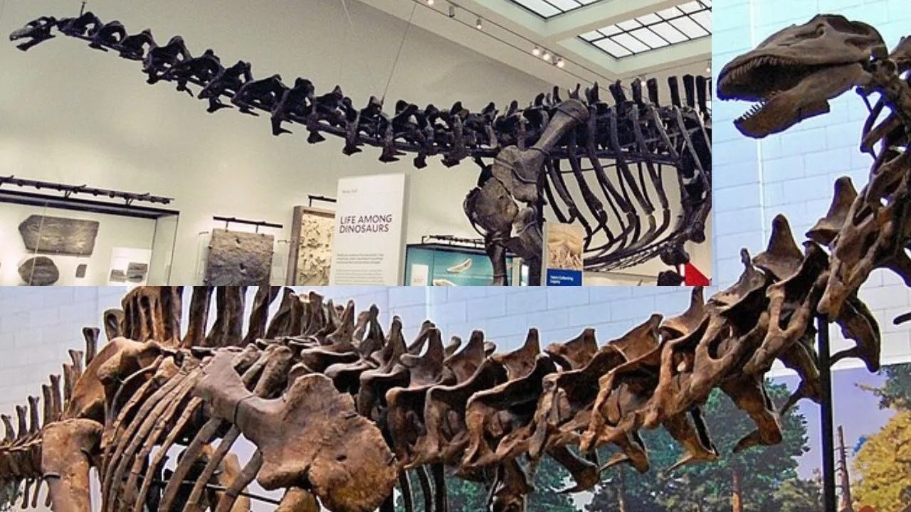Brontosaurus- The Dinosaur That Never Was (Until It Was Again)