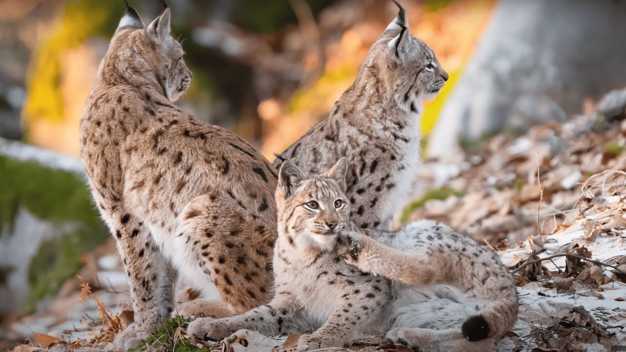 Mysli ako rys: Rozhovor s Jakubom Mrocekom o unikátnom filme | AQT magazín