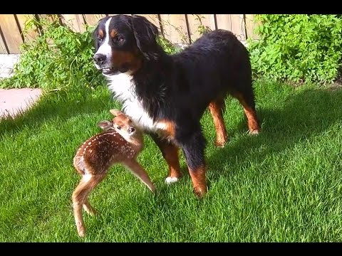 Man Saves Baby Deer Video