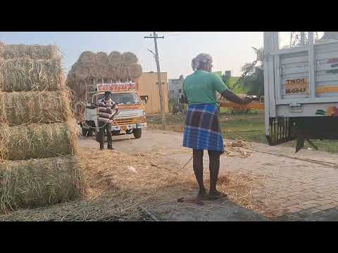 Paddy Straws at Best Price in India