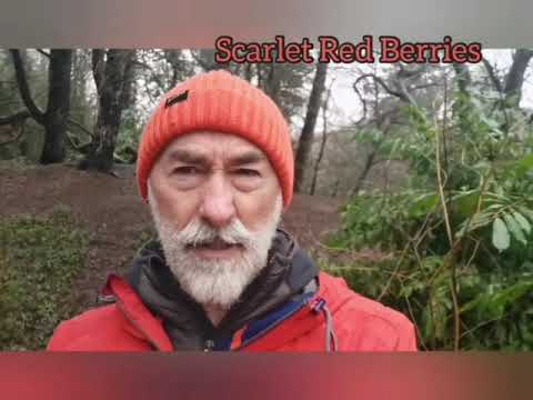 Rowan trees - #BlairvadachBytes