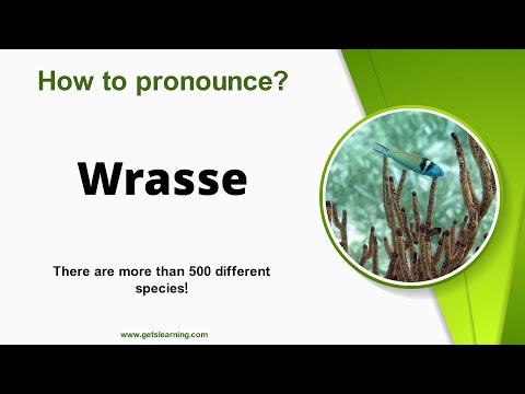 How to pronounce Wrasse in English correctly