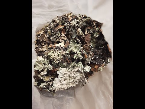 Black Stone Flower - Stone Flower Latest Price, Manufacturers & Suppliers