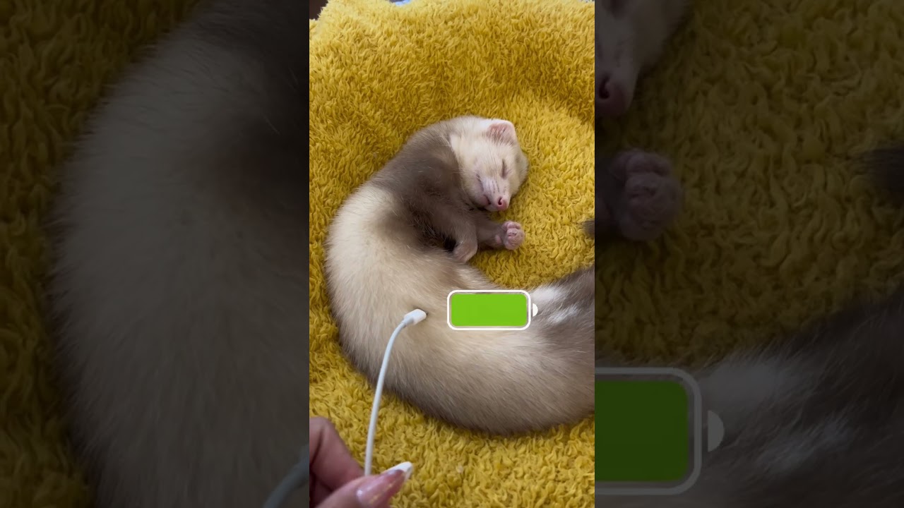 Hurones LOCOOOOSSSSS 😱😻 #hurones #chile #parati #love #foryou #fypシ #pets #viral #foryoupage
