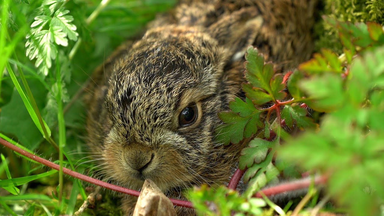 Hare Raises Leveret in My Back Garden | Discover Wildlife | Robert E Fuller