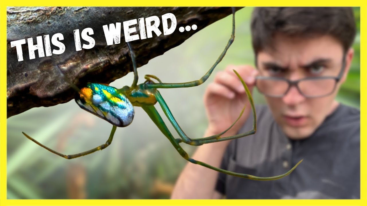 The STRANGE Secrets of the Orchard Spider