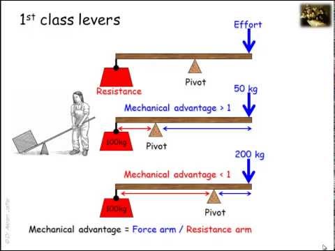 Lever systems in the human body