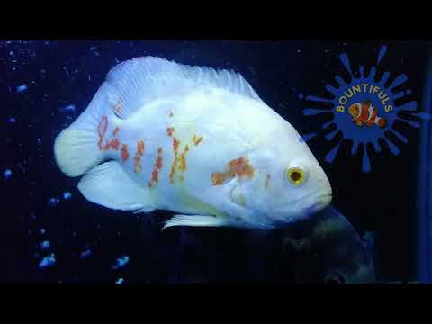 Aquarium includes fish, amphibians, invertebrates, plants in freshwater, brackish, marine aquariums.