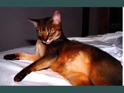 Ruddy Abyssinian Cat | Pictures Of Cat Breed