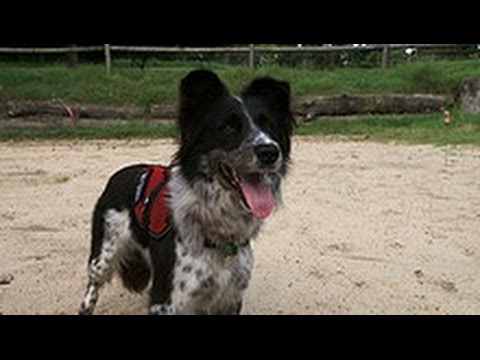 ECO-DOG